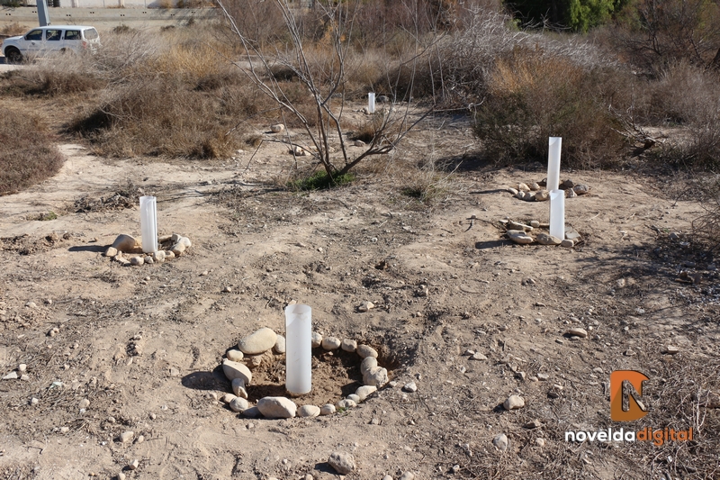Medio Ambiente realiza una nueva campaña escolar de reforestación ...